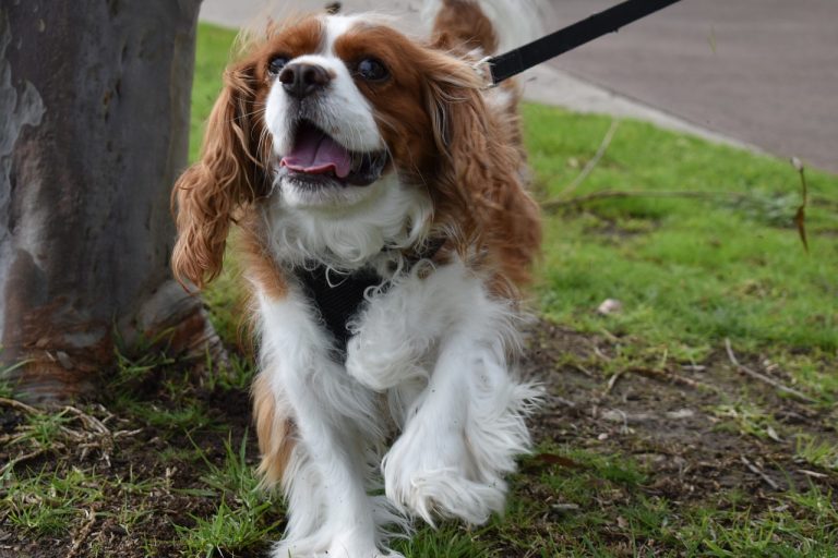 If You're a Taurus, Here's The Best 10 Dog Breeds For You - iHeartDogs.com