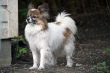 If You're a Pisces, Here's The Best 10 Dog Breeds For You - iHeartDogs.com