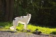 7 Dog Breeds Known for Their Silent Nature - iHeartDogs.com
