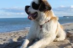 If You're a Leo, Here's The Best 10 Dog Breeds For You - iHeartDogs.com