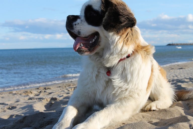 If You're a Leo, Here's The Best 10 Dog Breeds For You - iHeartDogs.com