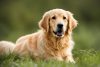 If You're a Libra, Here's The Best 10 Dog Breeds For You - iHeartDogs.com
