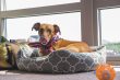 7 Dog Breeds Known for Their Silent Nature - iHeartDogs.com