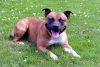 12 Best Dog Breeds for Someone with Autism - iHeartDogs.com
