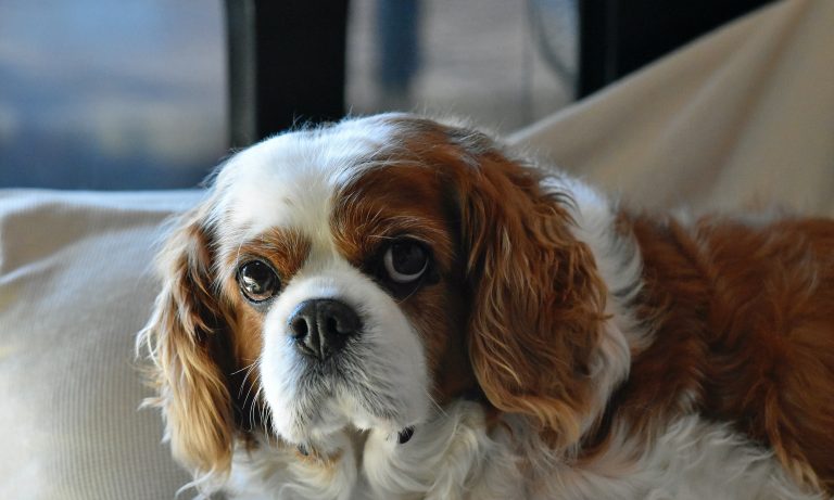 15 Dog Breeds with the Softest Fur for Cuddling - iHeartDogs.com