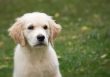 12 Best Dog Breeds for Someone with ADHD