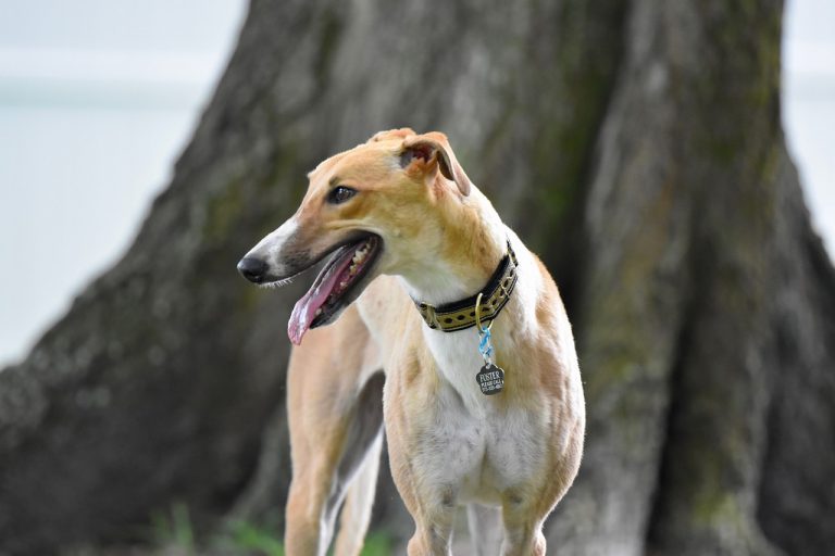 7 Best Dog Breeds for Avid Readers and Writers - iHeartDogs.com