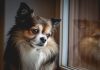 15 Dog Breeds with the Softest Fur for Cuddling - iHeartDogs.com