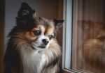 15 Dog Breeds with the Softest Fur for Cuddling - iHeartDogs.com