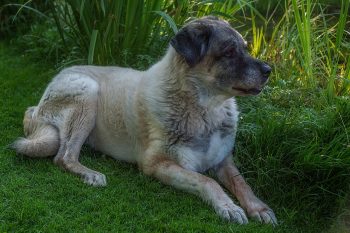 10 Dog Breeds with the Best Guarding Instincts for Farms and Livestock ...