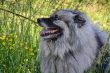 15 Dog Breeds with the Softest Fur for Cuddling - iHeartDogs.com