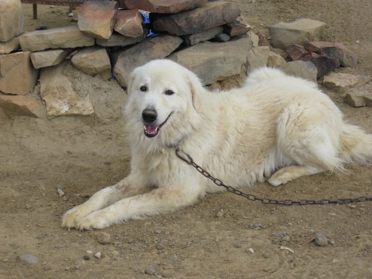 13 Impressive Large White Dog Breeds That Steal Hearts - iHeartDogs.com