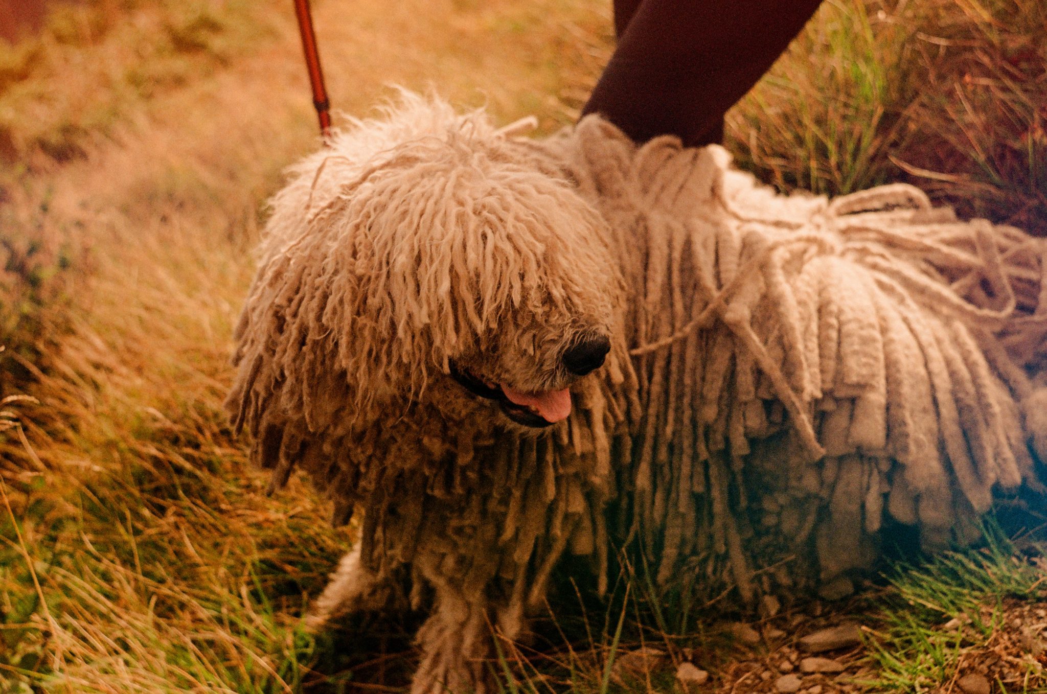 10 Dog Breeds with the Best Guarding Instincts for Farms and Livestock ...