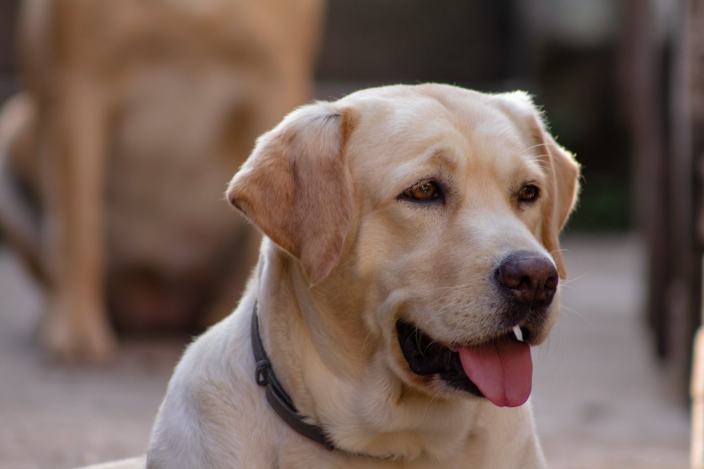 If You're a Taurus, Here's The Best 10 Dog Breeds For You - iHeartDogs.com