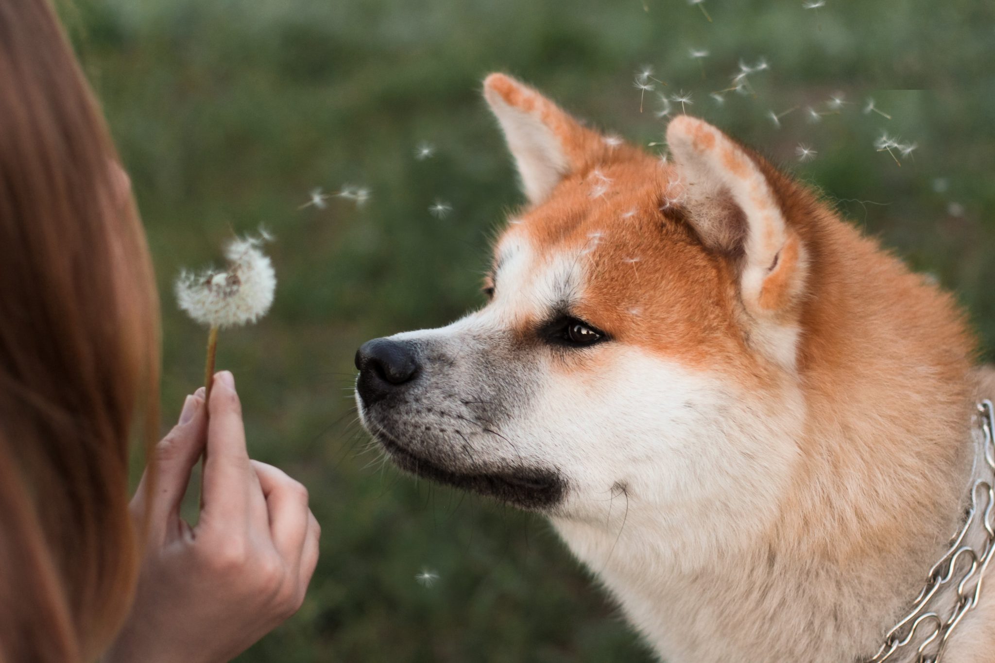 If You're a Leo, Here's The Best 10 Dog Breeds For You - iHeartDogs.com