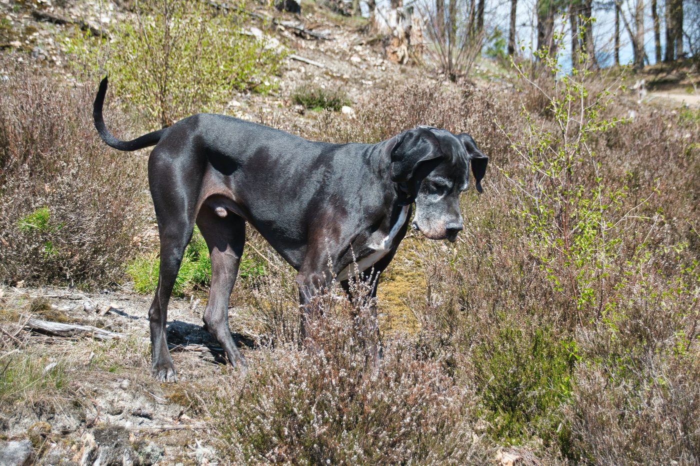 Traveling with a Great Dane: Tips for Success - iHeartDogs.com