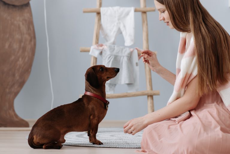 10 Dog Breeds Known for Their Strong Bonding with One Person ...