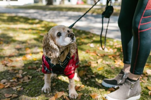 If You're a Taurus, Here's The Best 10 Dog Breeds For You - iHeartDogs.com