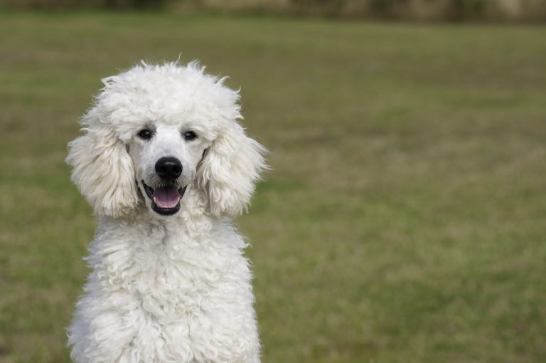 12 Best Dog Breeds for Someone with ADHD - iHeartDogs.com