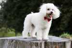 12 Best Dog Breeds for Someone with Autism - iHeartDogs.com
