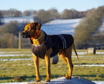 11 Dog Breeds That Are Surprisingly Agile Climbers - iHeartDogs.com