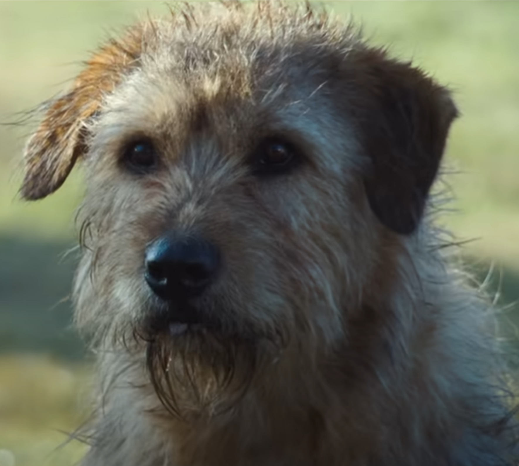 Stray Dog Followed 'Extreme' Athletes 430 Miles To A 'Better Life ...