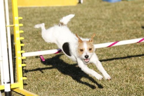 9 Best Dog Agility Equipment of 2024 - iHeartDogs.com