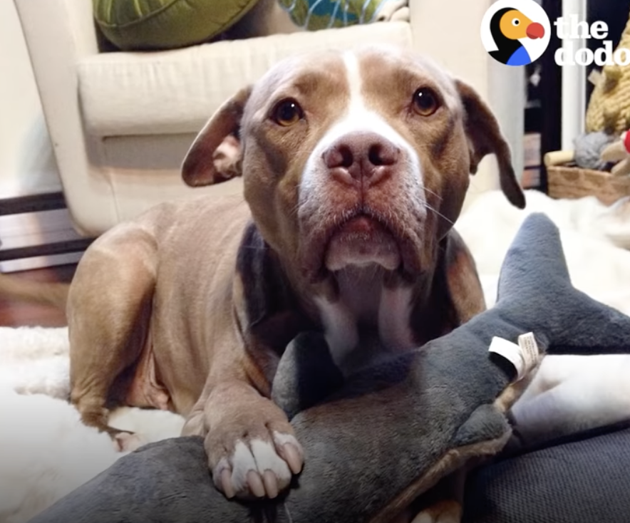 When Locked-Away Pit Bull Gets Scared, He's The First Thing She Grabs ...