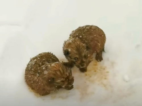 While Walking In -20 Degrees, A Dad And Son Come Across Shivering ...