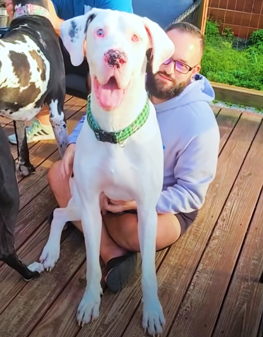 Great Dane 'Pours Her Love' Onto Foster Brother Terrified Of Being ...