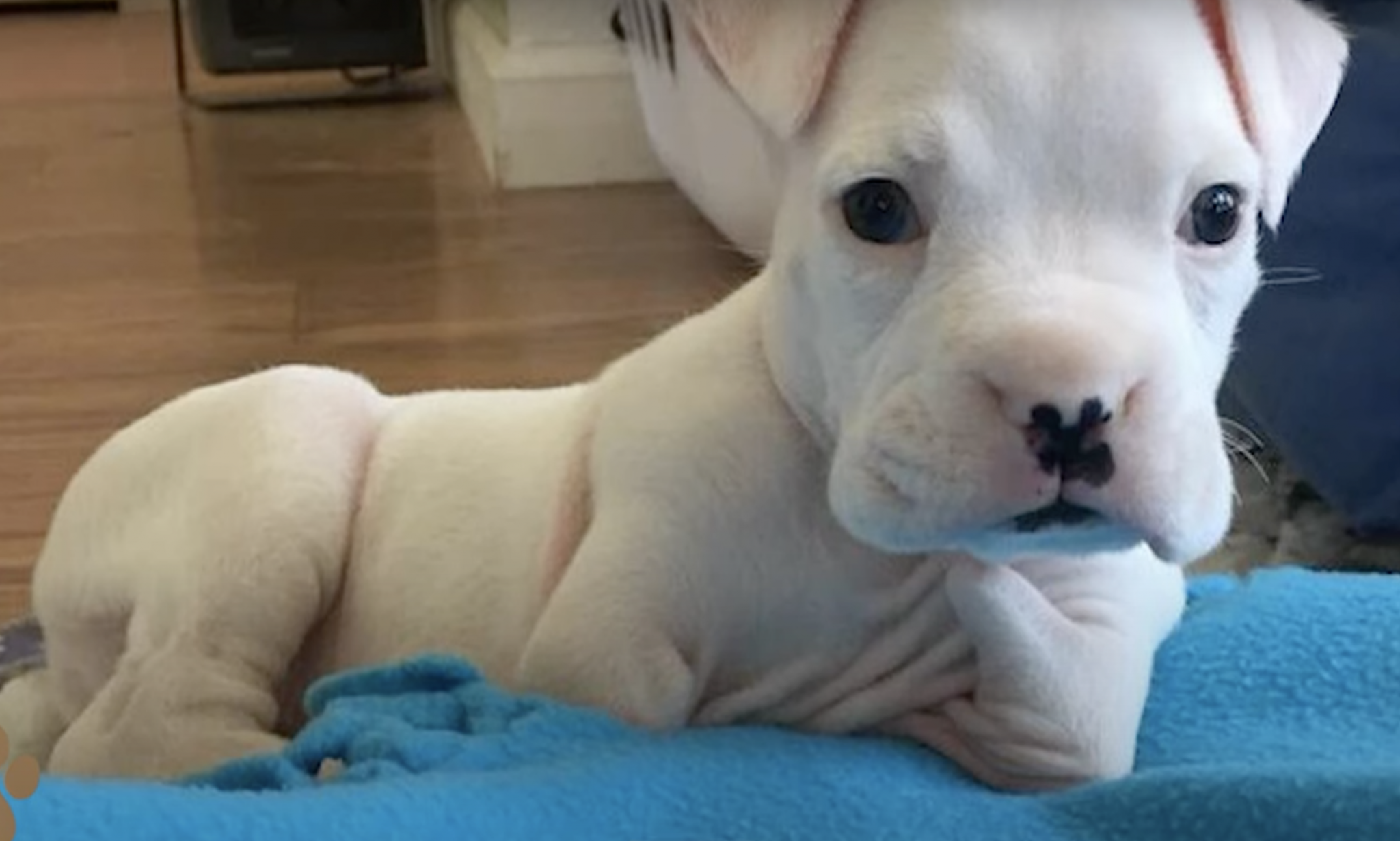 Doc Advised Couple To Put Their Puppy Down But They Fought Against It ...