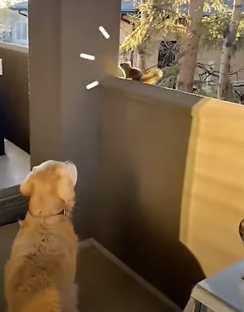 Dog Gives Red Squirrel A New Gift Every Day, Squirrel Returns With ...