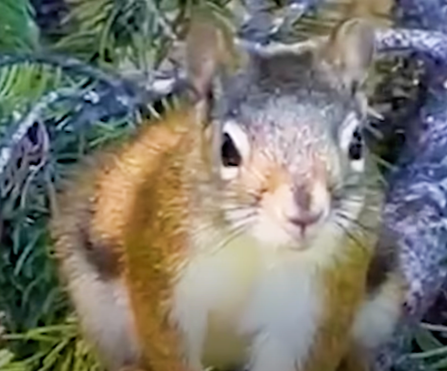 Dog Gives Red Squirrel A New Gift Every Day, Squirrel Returns With ...