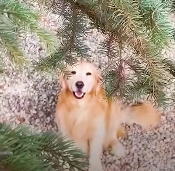Dog Gives Red Squirrel A New Gift Every Day, Squirrel Returns With ...