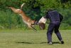 7 Dog Breeds Most Suitable for Police and Military Work - iHeartDogs.com