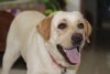 10 Dog Breeds Known for Their Exceptional Memory - iHeartDogs.com