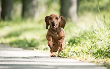 12 Dog Breeds That Are Adorably Clumsy and Awkward - iHeartDogs.com
