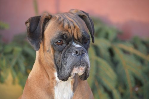 10 Dog Breeds With The Loudest Barks - iHeartDogs.com