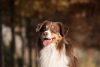 10 Dog Breeds Known for Their Exceptional Memory - iHeartDogs.com