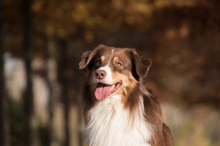 10 Dog Breeds Known for Their Exceptional Memory - iHeartDogs.com