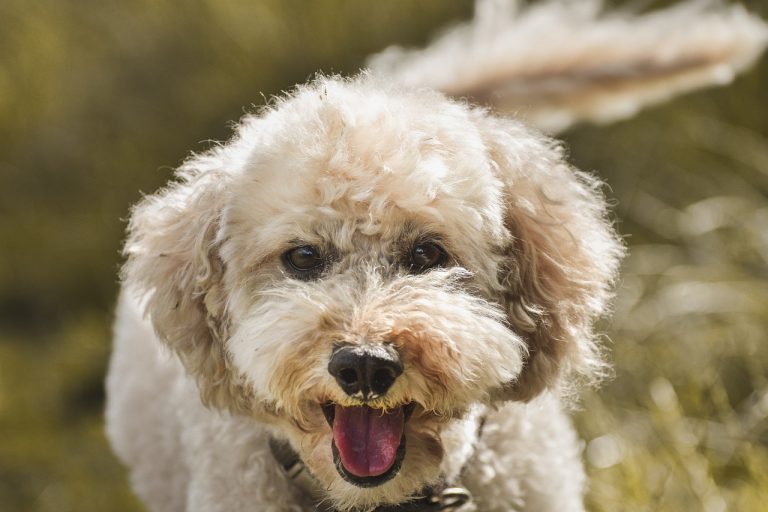 10 Dog Breeds Known for Their Exceptional Memory - iHeartDogs.com