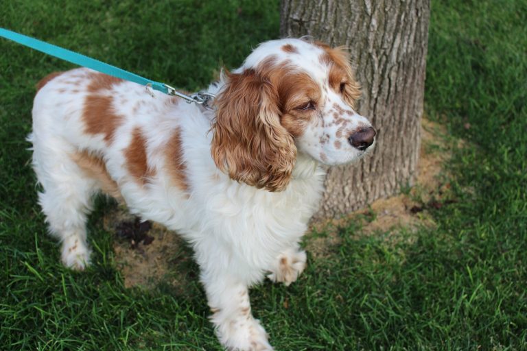 10 Dog Breeds with the Most Powerful Sense of Hearing - iHeartDogs.com