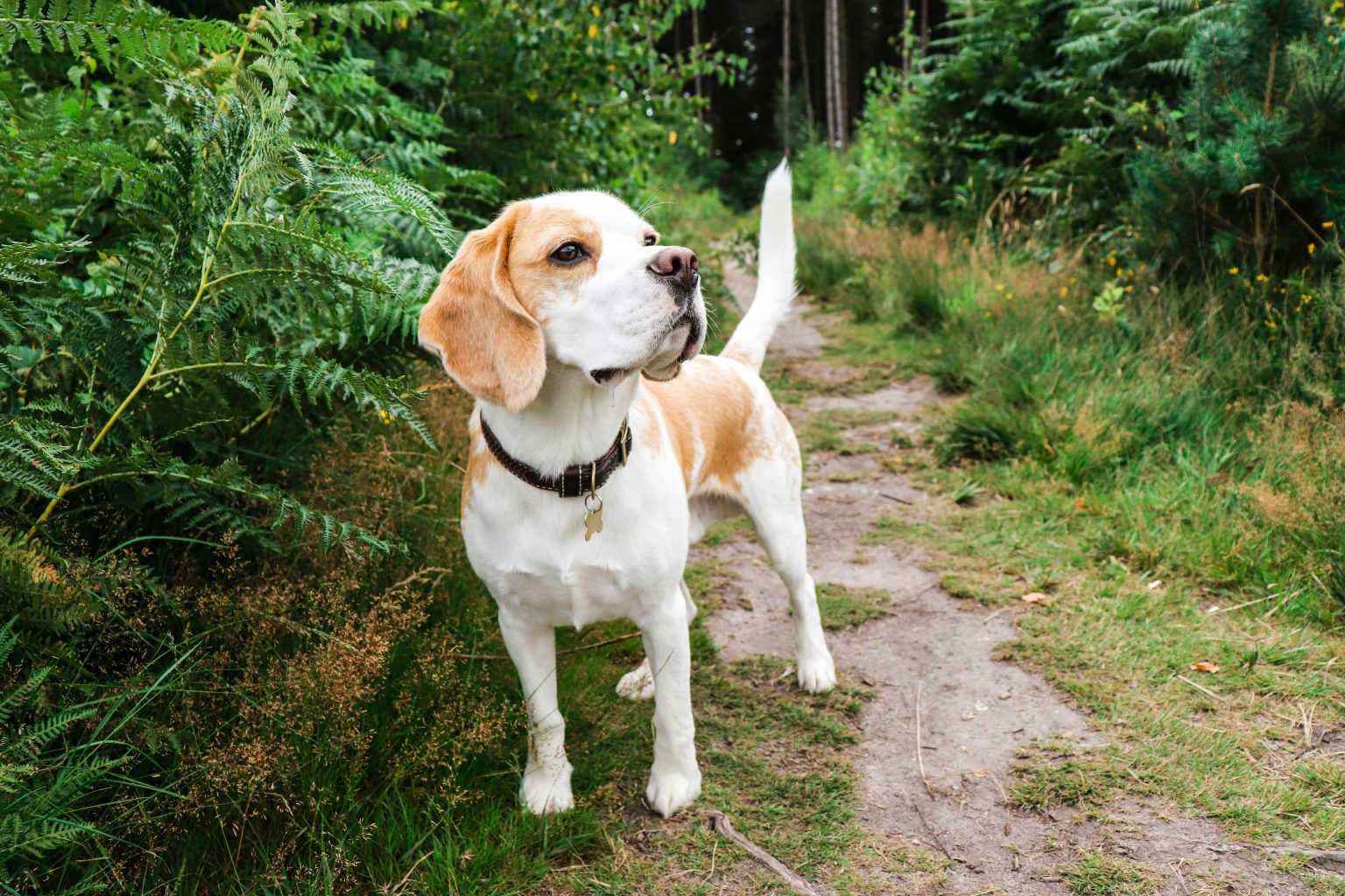 7 Dog Breeds Known for Their Distinct and Memorable Howls - iHeartDogs.com