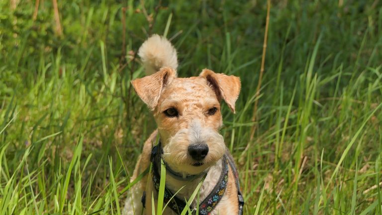 10 Dog Breeds That Love to Dig the Most - iHeartDogs.com