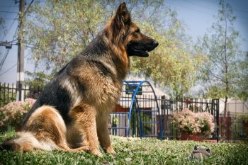 10 Dog Breeds That Are Natural-Born Leaders in the Pack - iHeartDogs.com