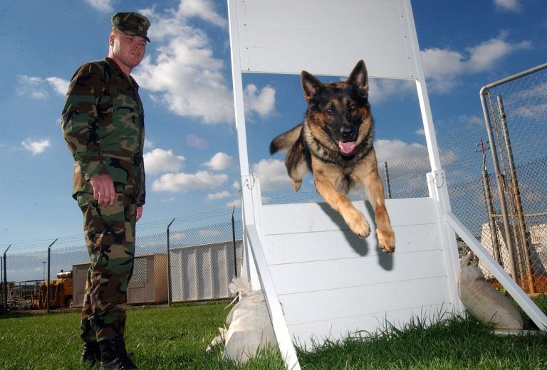 7 Dog Breeds Most Suitable for Police and Military Work - iHeartDogs.com