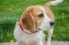 10 Dog Breeds with the Most Powerful Sense of Hearing