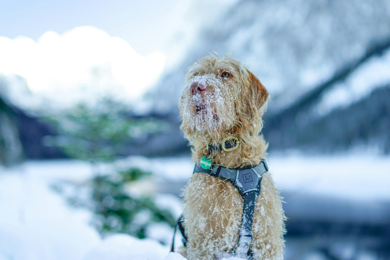 7 Dog Breeds Known for Their Distinct and Memorable Howls - iHeartDogs.com
