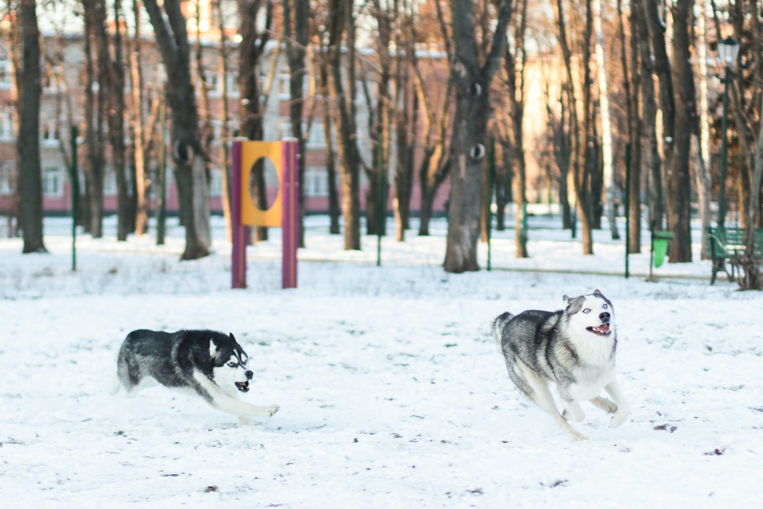7 Dog Breeds Known for Their Hilarious 'Zoomies' - iHeartDogs.com