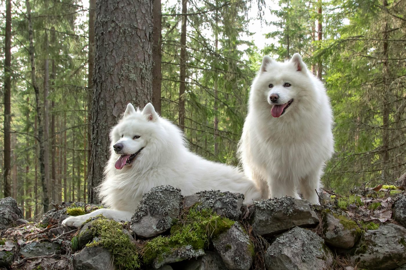 How to Clean a Samoyed's Ears - iHeartDogs.com